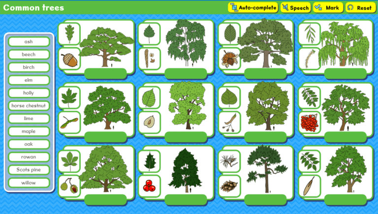 Celebrating trees this National Tree Week - Busy Things Blog