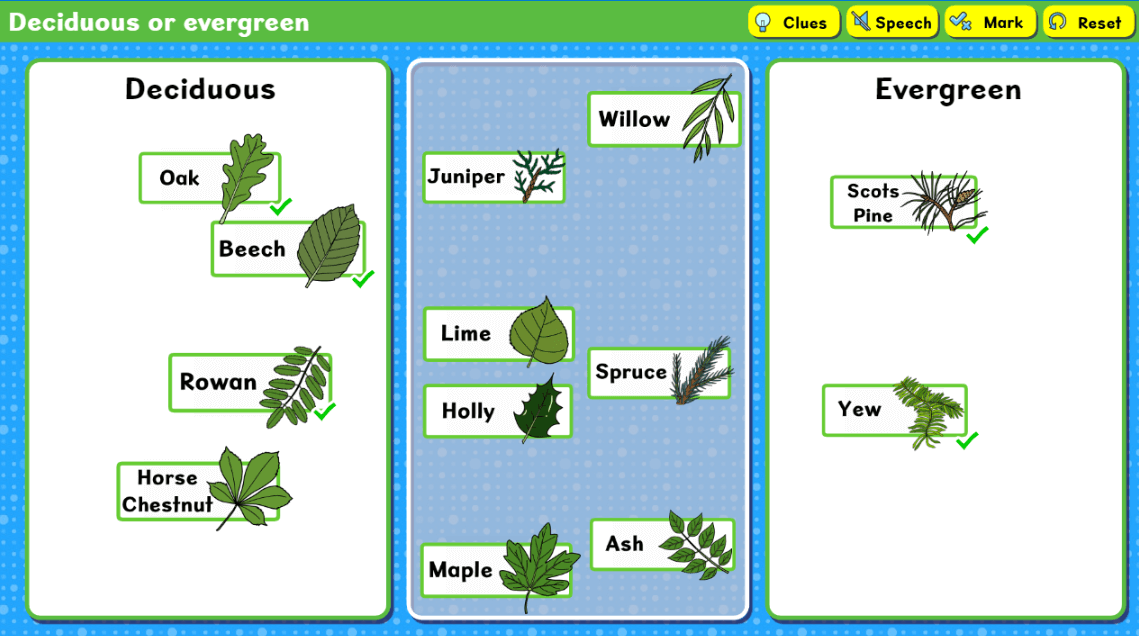 Celebrating trees this National Tree Week - Busy Things Blog